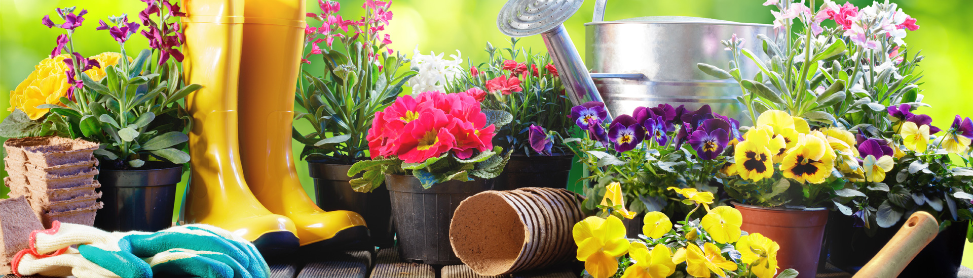Nos univers Delbard : bien plus que du jardin