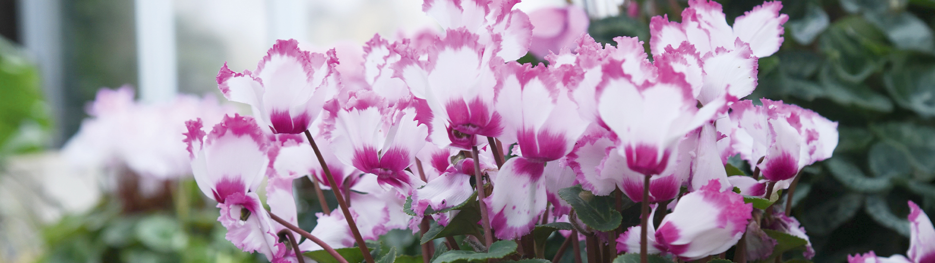 Découvrez nos promotions du moment ! - Delbard